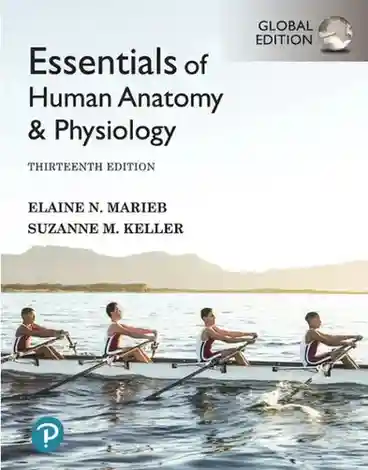 Essentials Of Human Anatomy & Physiology 13th Edition by Elaine N ...